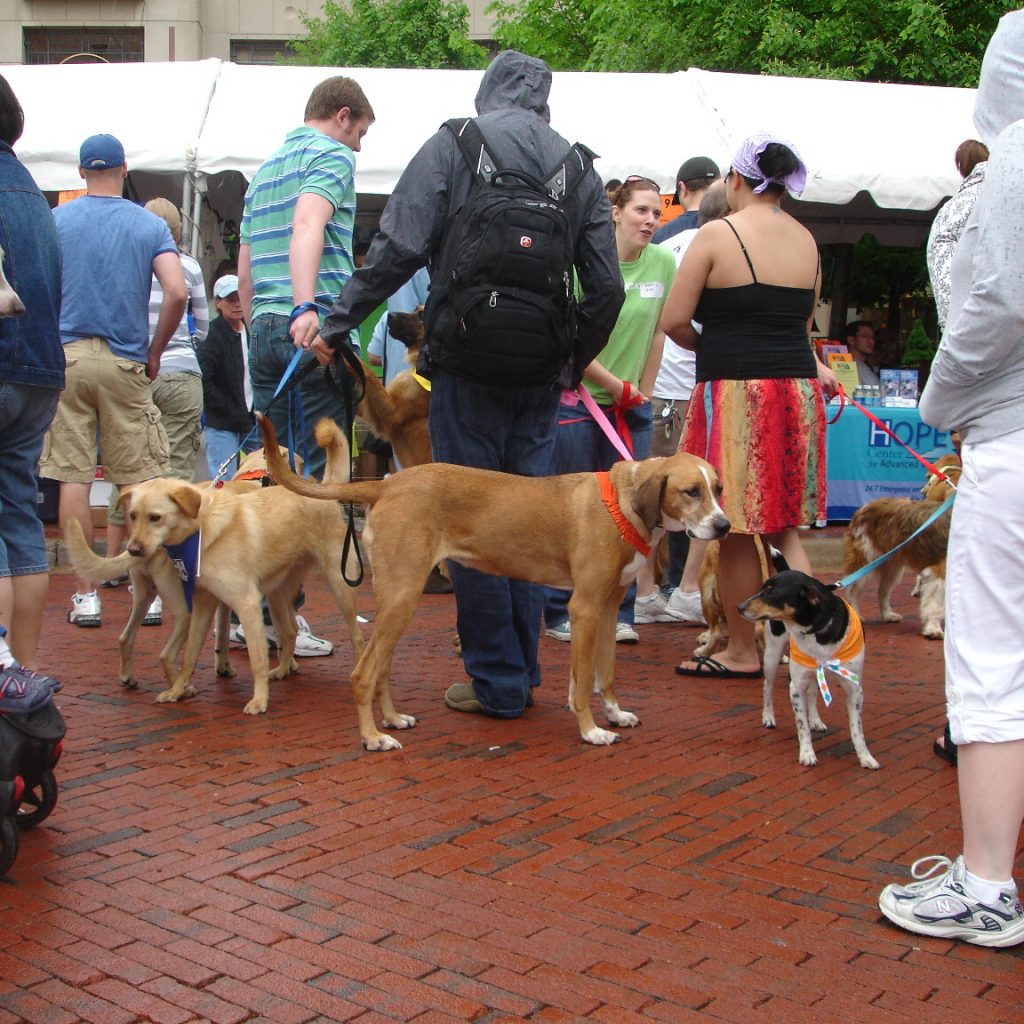 Pet Fiesta | Outdoor Festival | Reston Town Center